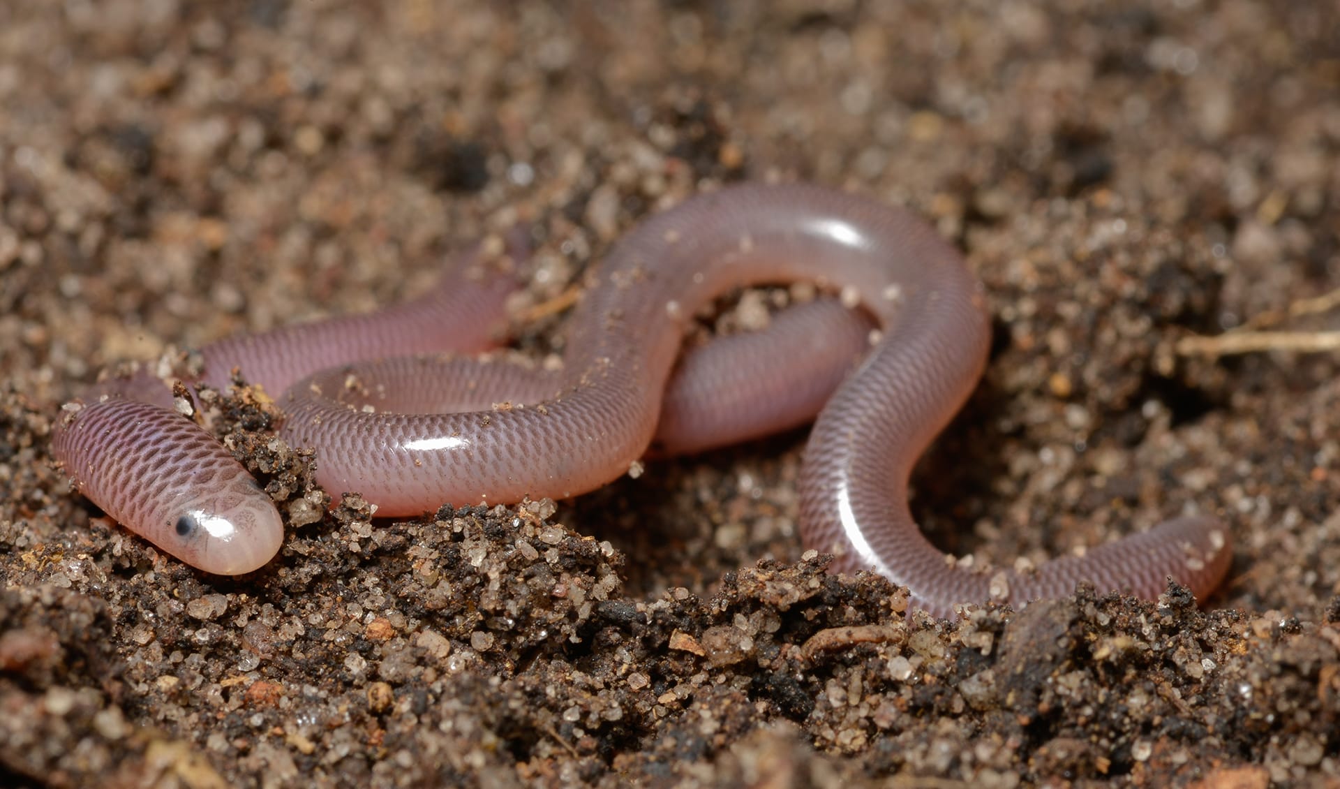 Leptotyphlopidae – Slender blind snakes: facts, distribution & population | BioDB